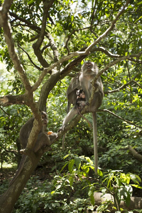 Monkey Family in Tropic Forest Stock Image - Image of cases, eyes ...
