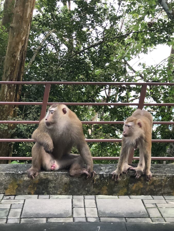 Monkey on guard stock photo. Image of asia, green, world - 215149574