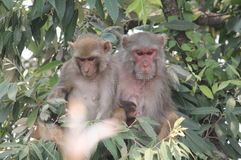 Monkey family stock image. Image of tree, outdoor, monkeys - 73403401
