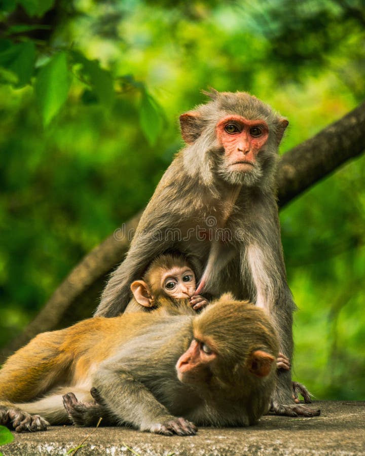 Monkey Family Waiting for Food at Road Side Stock Photo - Image of food ...