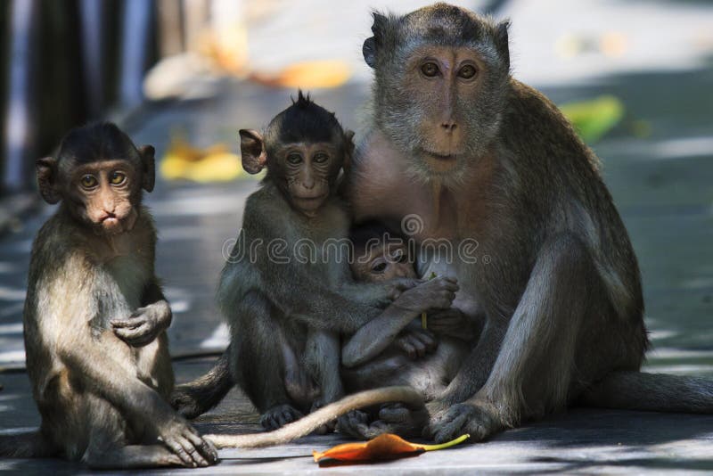 Monkey Family in Wilderness Stock Photo - Image of face, wilderness ...