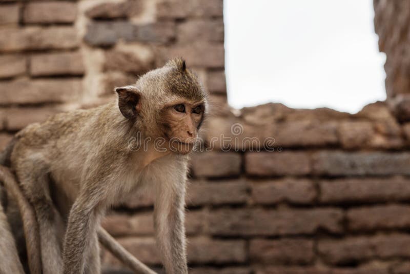 Monkey in farm on brick stock photo. Image of jungle - 172174012