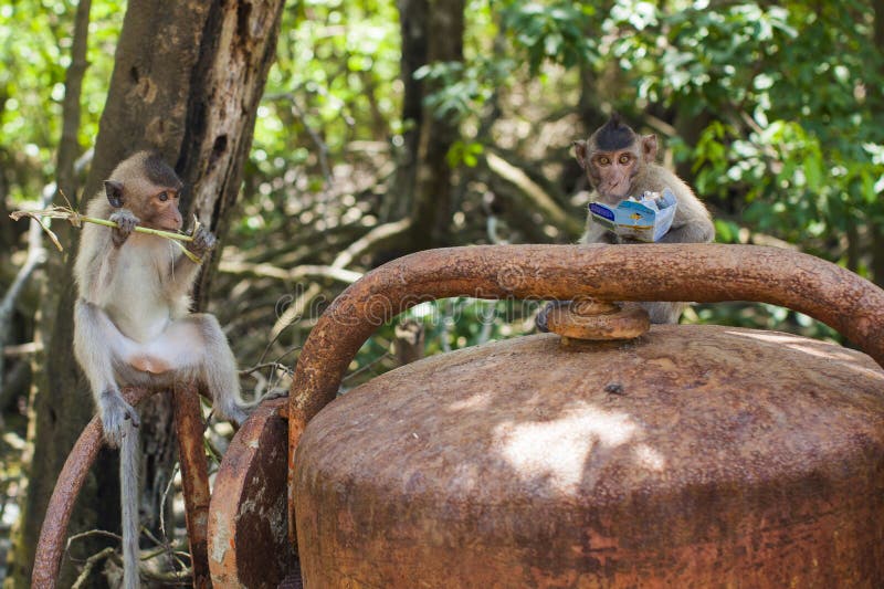 Monkey feast stock image. Image of equipment, sneaky - 95431235