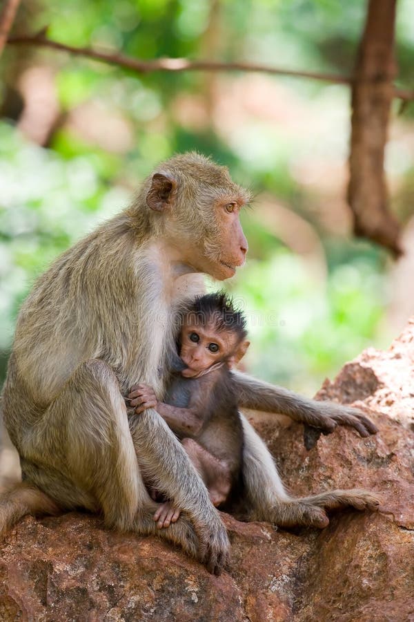 Monkey feeding her baby stock image. Image of happiness - 795101