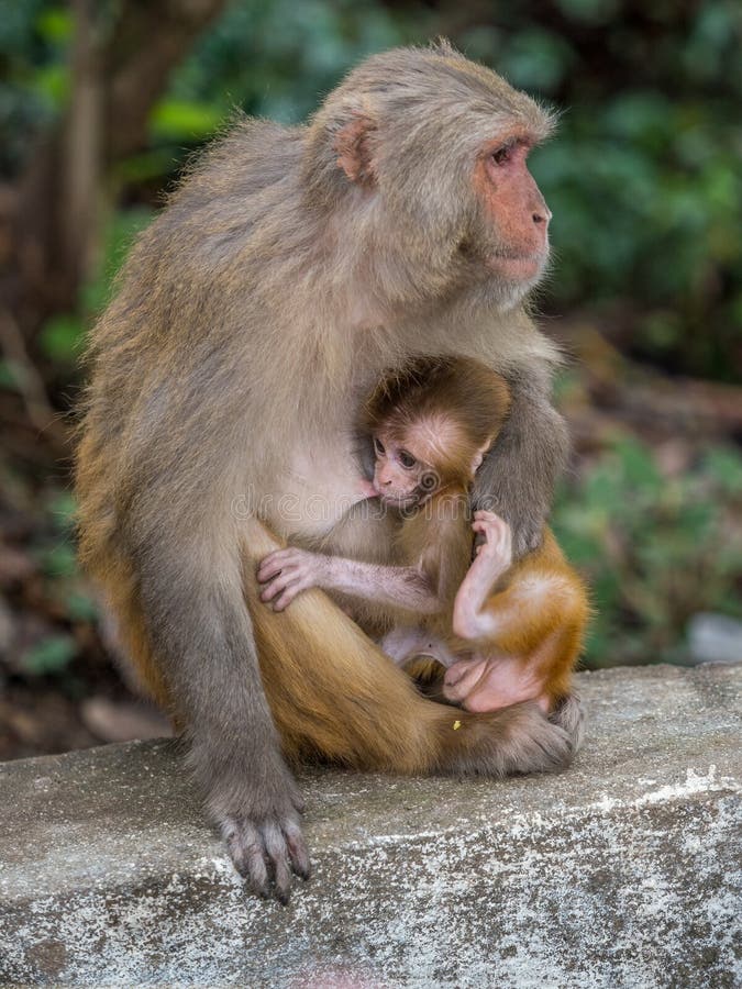 Monkey Feeding the Little Cub Stock Image - Image of creature, mammal ...