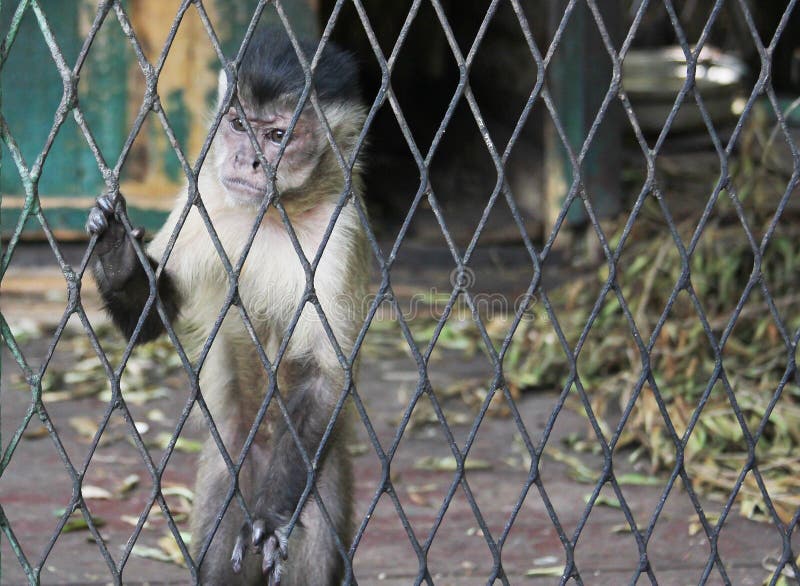 1,115 Monkey Jail Stock Photos - Free & Royalty-Free Stock Photos from ...