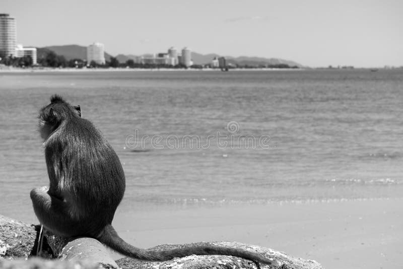 Monkey feeling sad stock image. Image of primate, lazy - 59827907