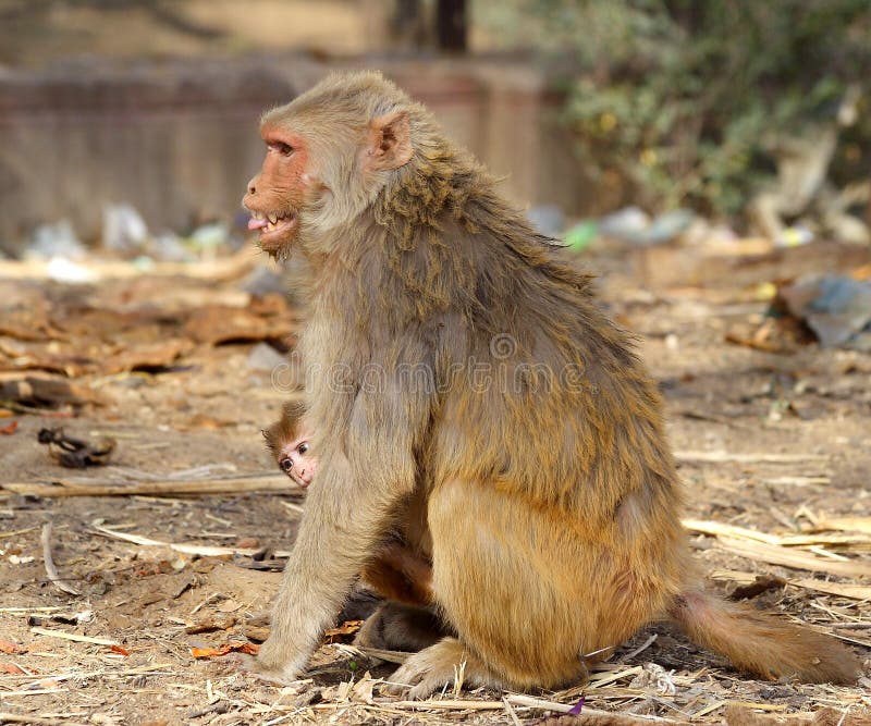Monkey Female with Baby is Angry and Shows Teeth, India Stock Image ...