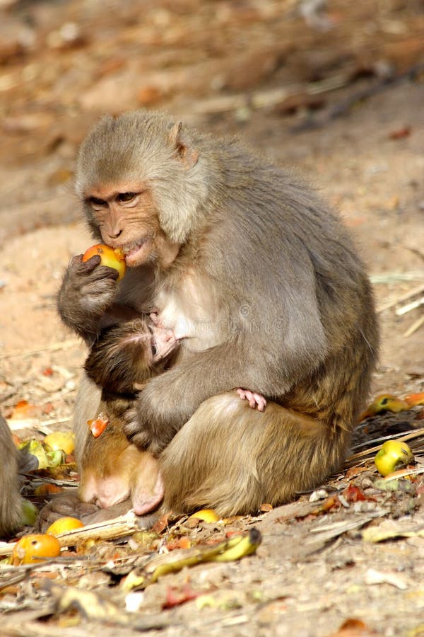 Monkey Female with Baby is Angry and Shows Teeth, India Stock Image ...