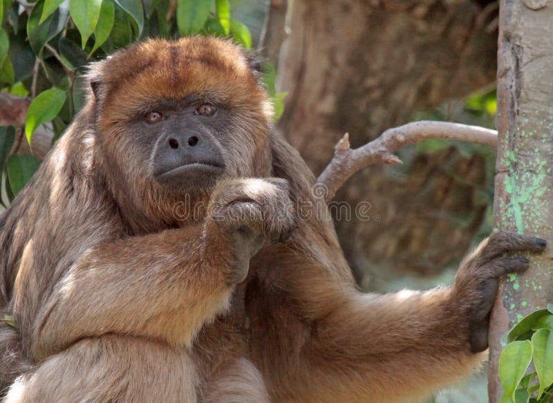 Monkey stock image. Image of face, looking, elder, expressive - 52488193