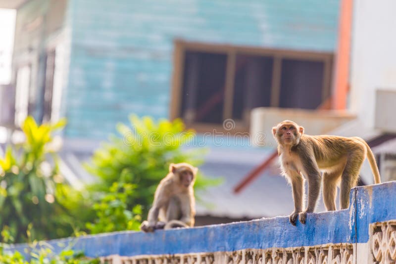 Monkey on fence stock photo. Image of portrait, female - 246564636