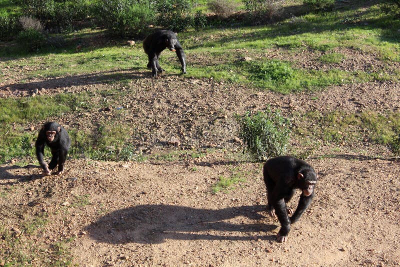 Monkey in field stock image. Image of wild, squirrel - 126585173