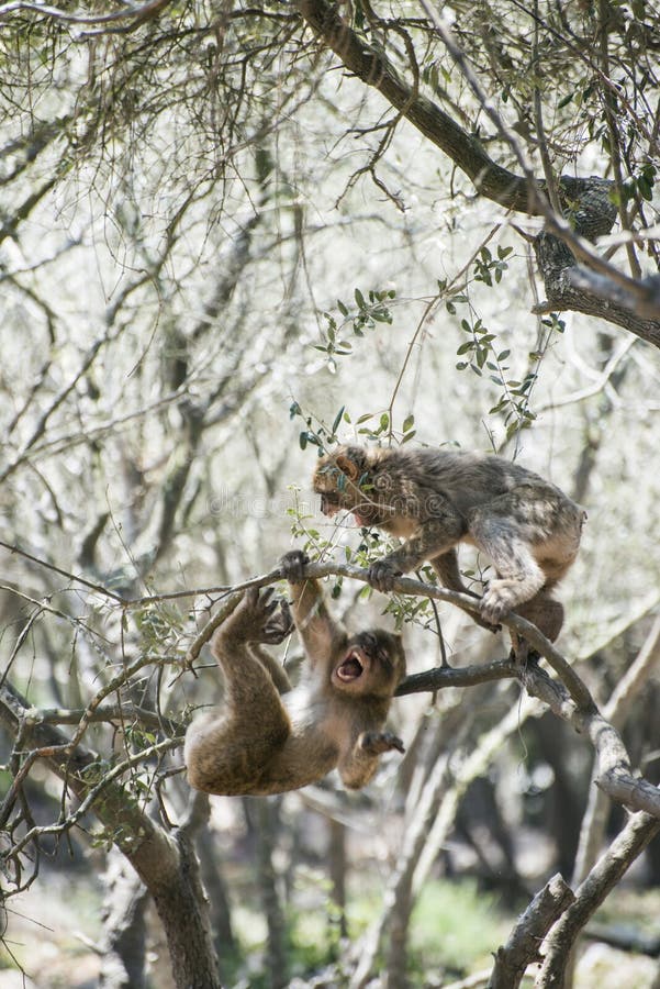 Monkey fight stock photo. Image of animal, tail, forest - 137995866