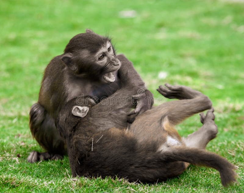 Monkey fight stock photo. Image of fighting, wild, grass - 20988796