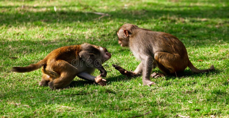 Monkey fight in the park stock image. Image of macaque - 175489727