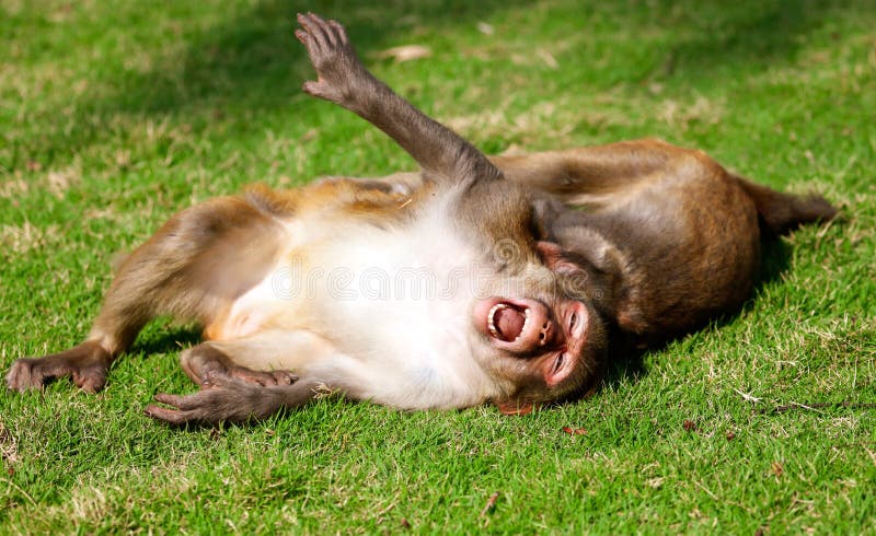 Monkey fight in the park stock photo. Image of baboon - 175489790