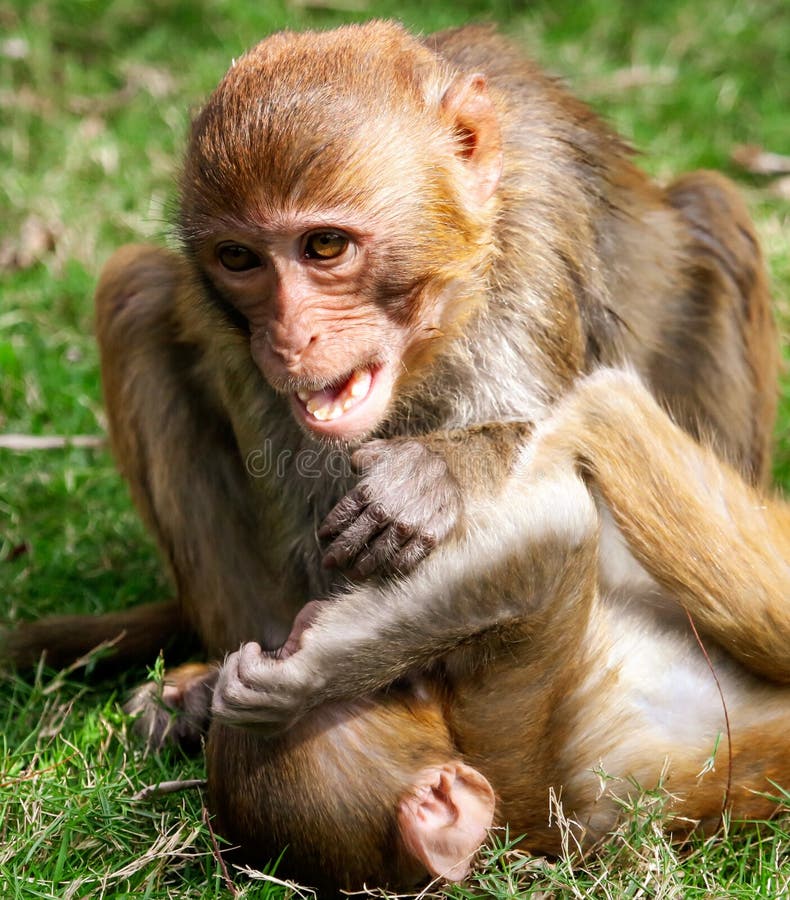 Monkey fight in the park stock photo. Image of baboon - 175489880