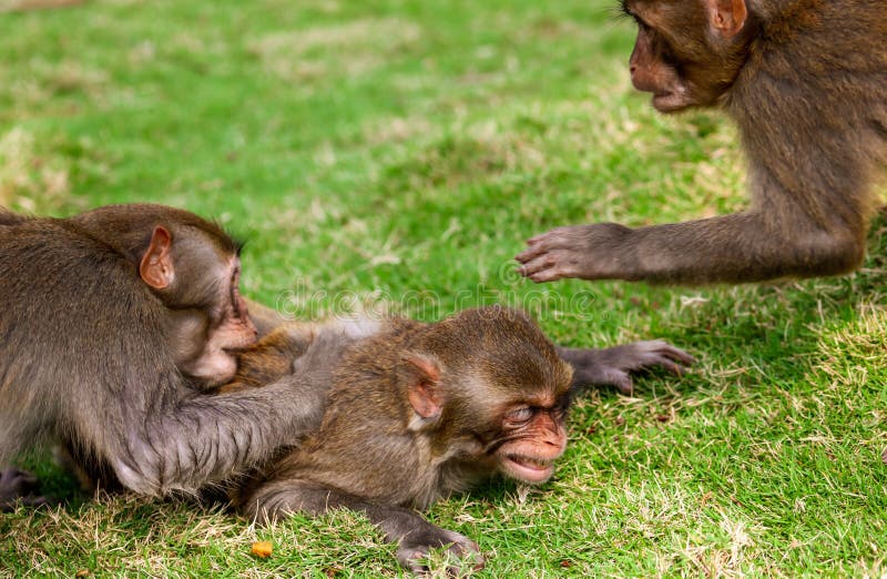 Monkey fight in the park stock image. Image of black - 178435873