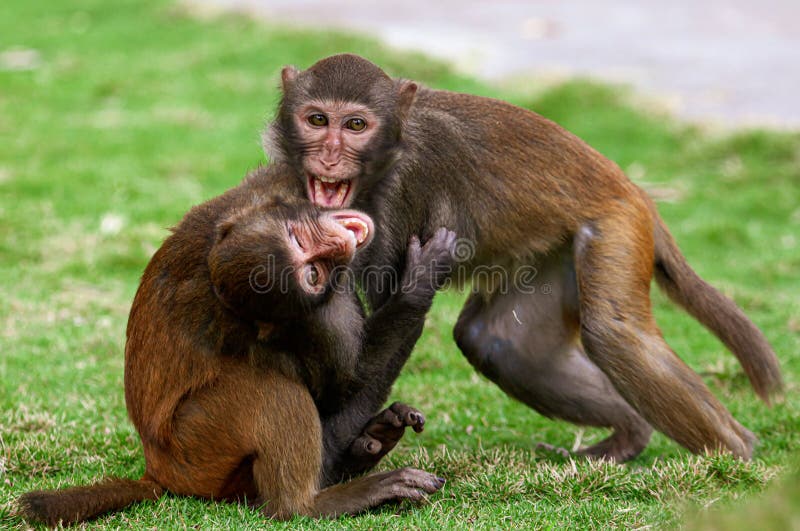 Monkey fight in the park stock photo. Image of baby - 216218438