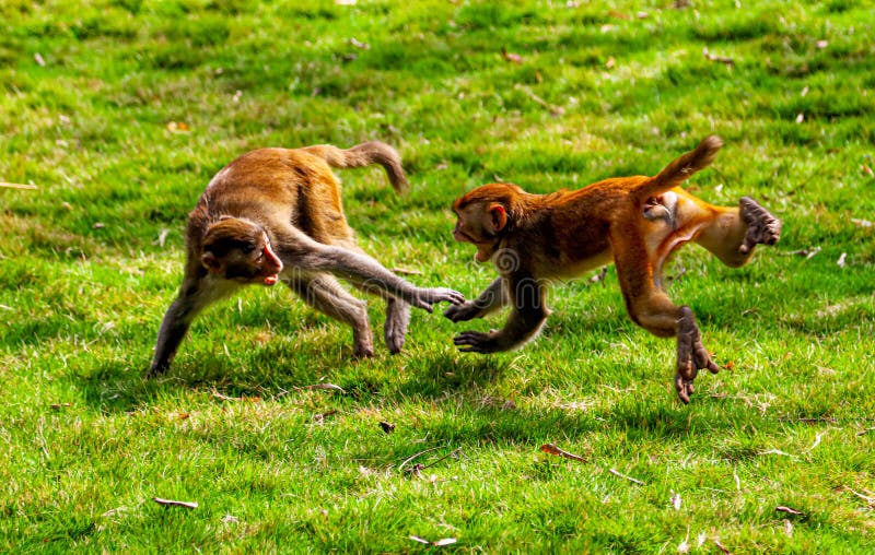 Monkey fight in the park stock photo. Image of care - 217440630