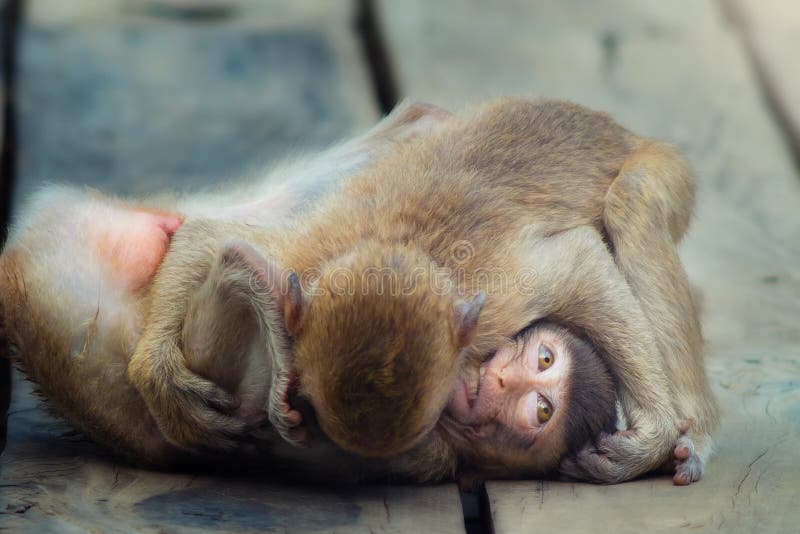 Monkey fighter stock photo. Image of curiosity, looking - 54136190