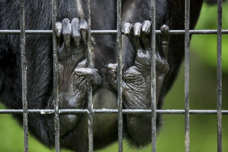 Monkey finger in the cage stock image. Image of green - 78981853