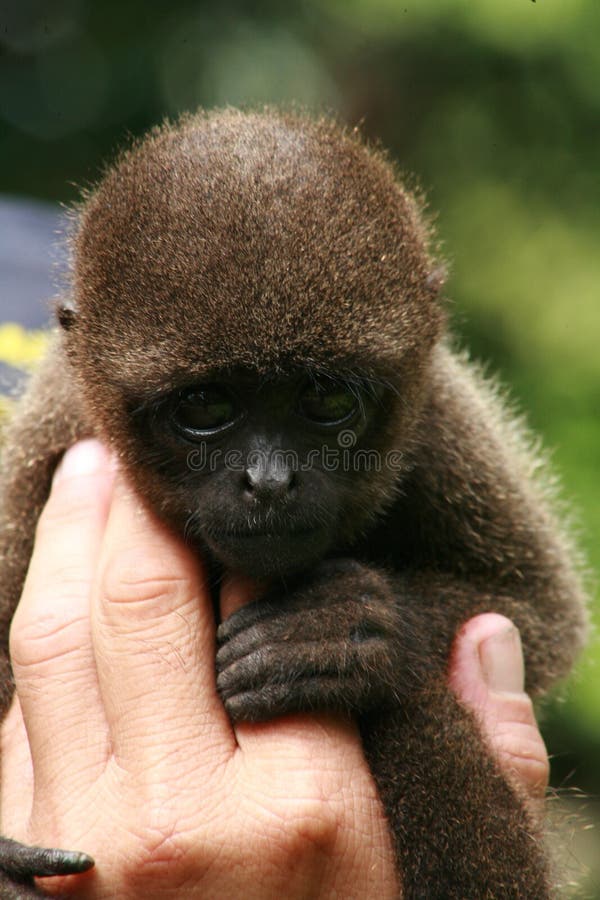 Monkey and fingers stock image. Image of nature, america - 14403473