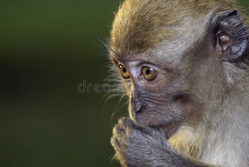 Furry monkey thinking stock image. Image of pondering - 1457331