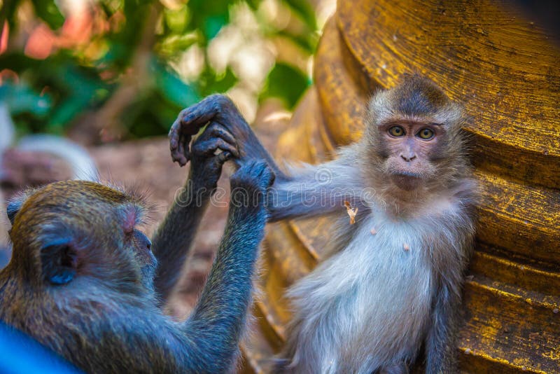 Monkey Flirting Stock Photos - Free & Royalty-Free Stock Photos from ...