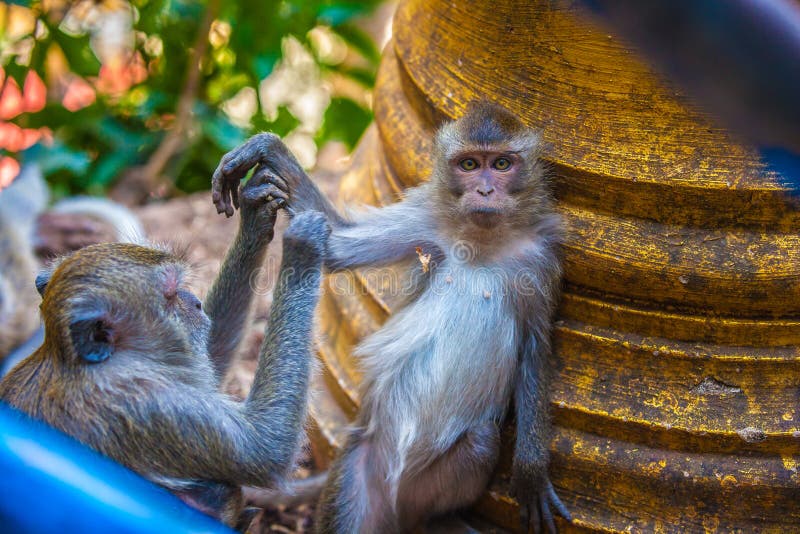 Monkey flirting, Thailand. stock image. Image of bali - 101337169