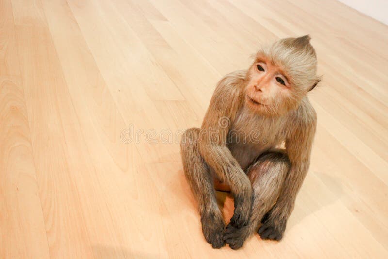 Monkey on the floor stock photo. Image of creation, museam - 72652354