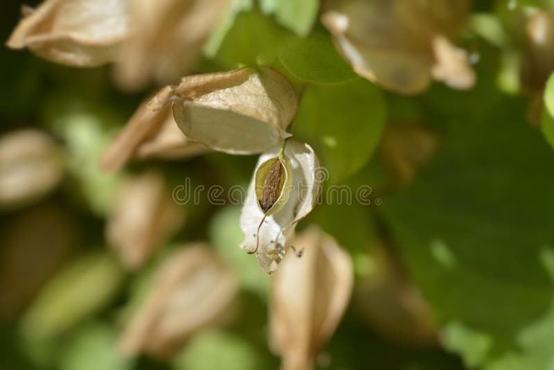 Monkey flower stock photo. Image of close, musk, open - 250707792