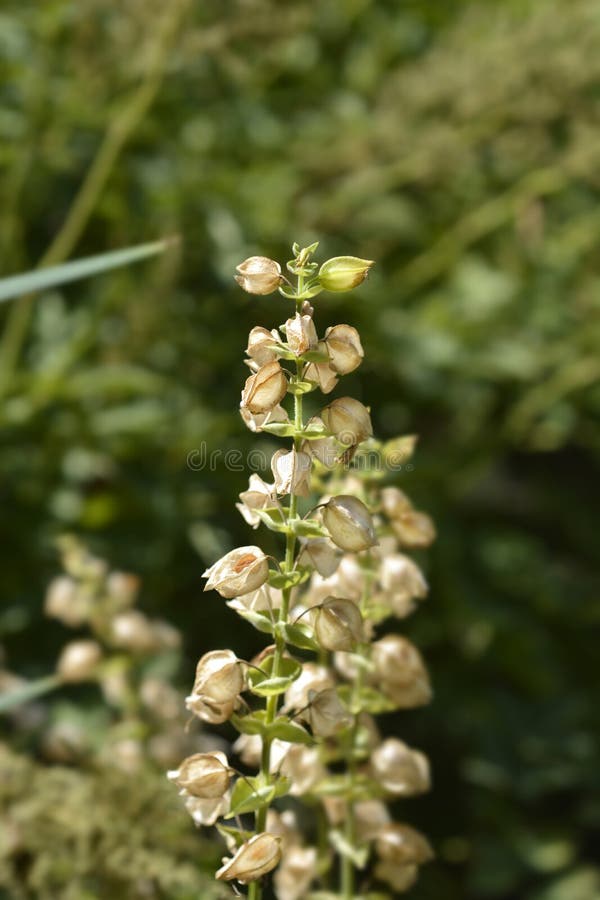 Monkey flower stock photo. Image of summer, macro, monkey - 238525958