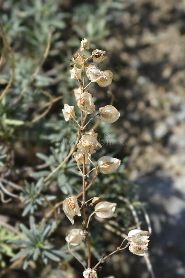 Monkey flower stock image. Image of luteus, snapdragon - 228033463