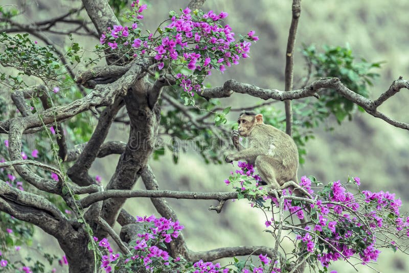 Monkey on a flower tree stock photo. Image of view, monkey - 236609452