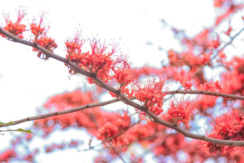 Monkey Flower Tree, Fire of Pakistan Stock Image - Image of plant, fire ...