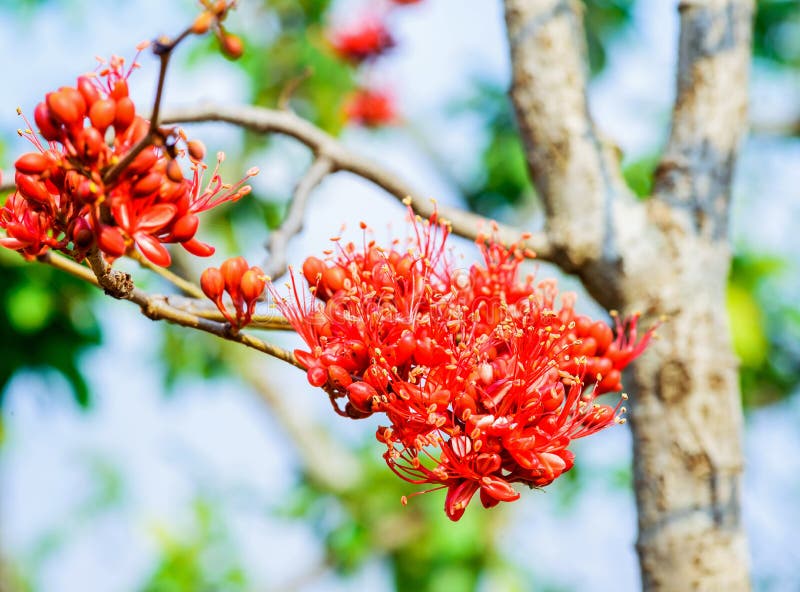 Monkey Flower Tree, Fire of Pakistan Red Beautiful Stock Image - Image ...