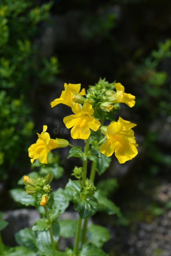 Monkey flower stock photo. Image of snapdragon, botany - 154778590