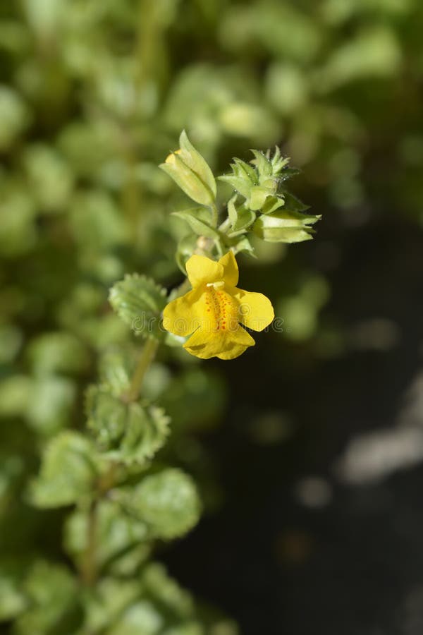 Monkey flower stock photo. Image of blooddrop, luteus - 233327784