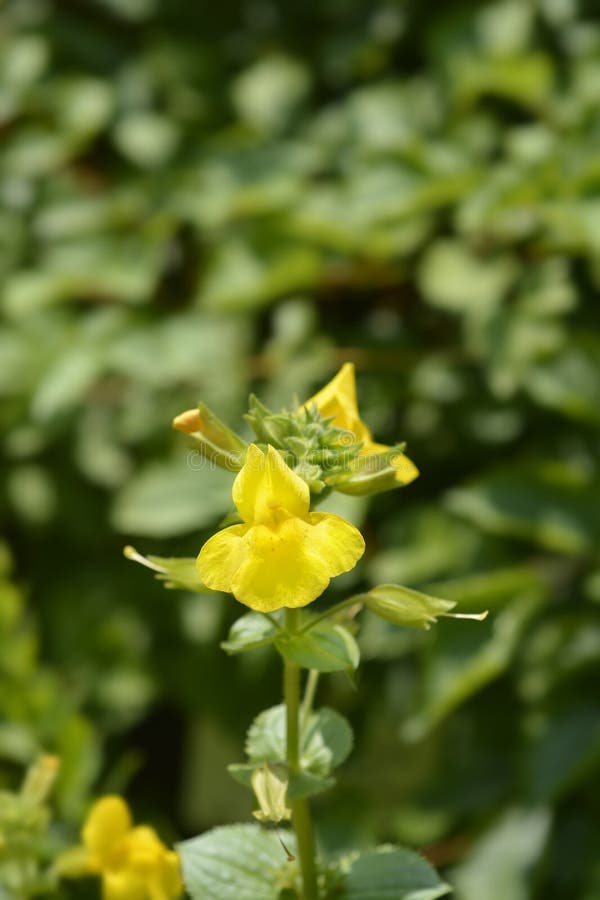 stock image. Image of snapdragon, emlets, close, monkey - 288968217