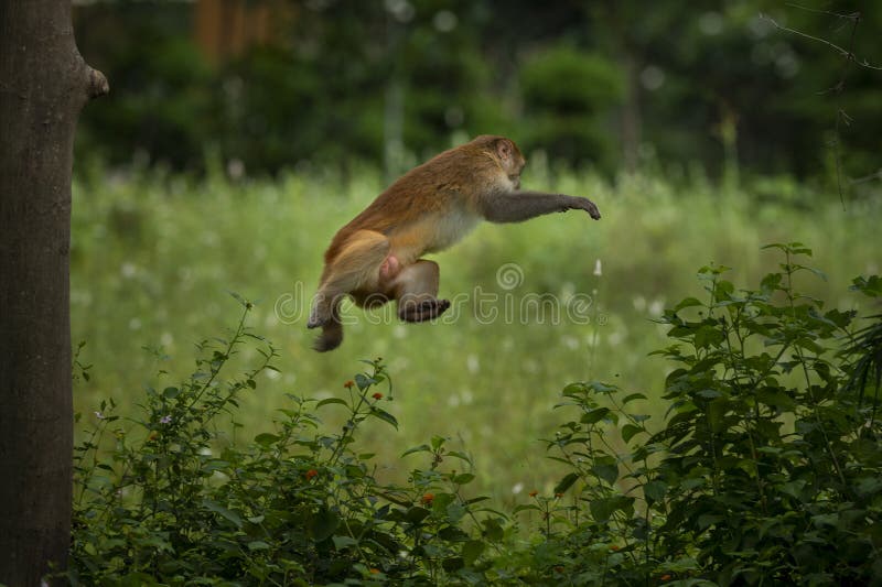 Monkey flying stock image. Image of meadow, green, prairie - 240749379