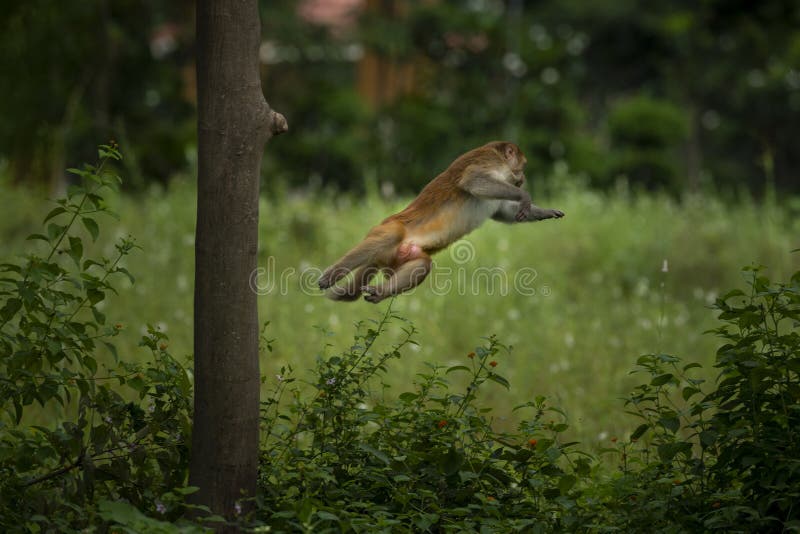 Monkey flying stock photo. Image of green, animal, woodland - 240749430