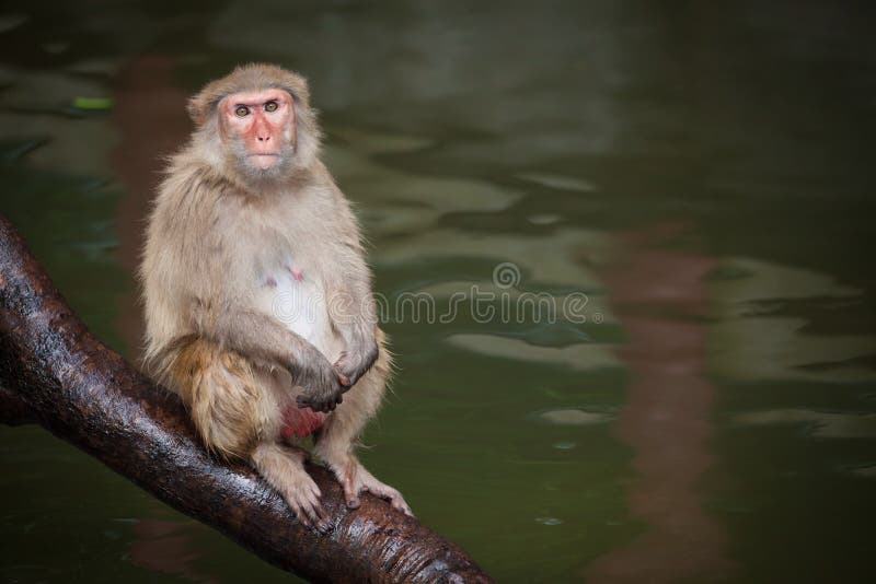 Funny baboon monkey stock photo. Image of closeup, animal - 56686584