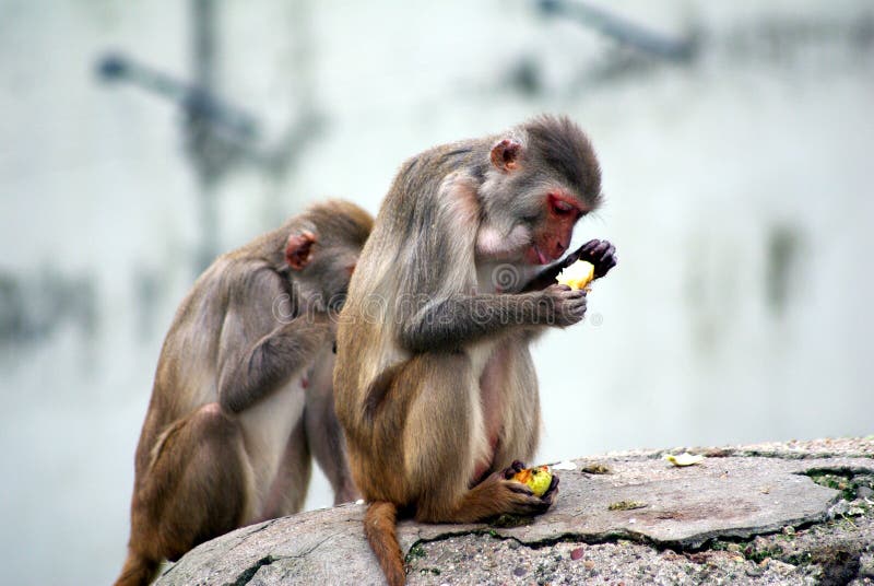 Monkey with food stock photo. Image of fruits, wildlife - 7121166
