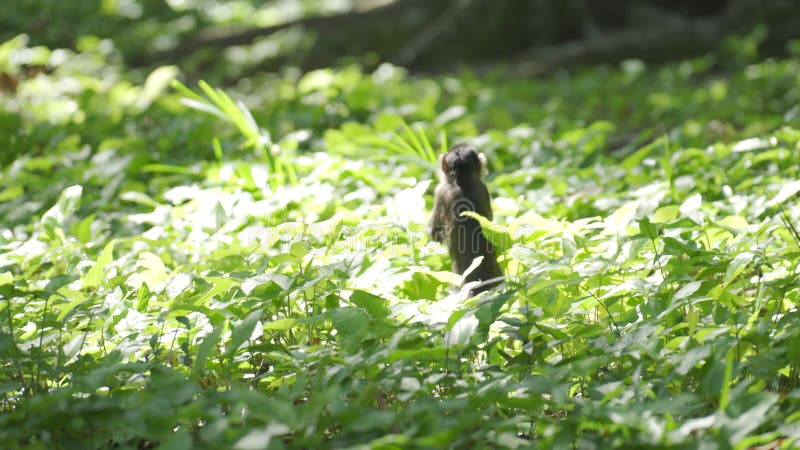 Curious Monkey Searching for Bugs in the Tropical Forest Stock Footage ...