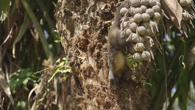 Monkey Foraging for Insects on Tree Bark in Slow Motion Stock Video ...