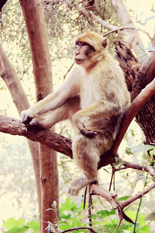 Monkey stock image. Image of forest, monkey, chimpanzee - 117945783