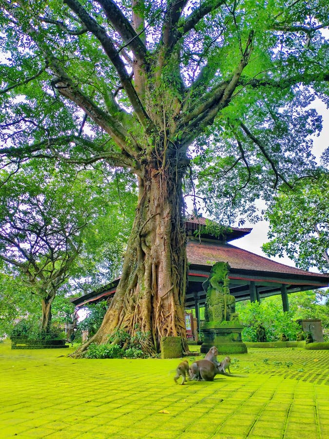 Monkey Forest Bali stock image. Image of branch, tree - 262484483