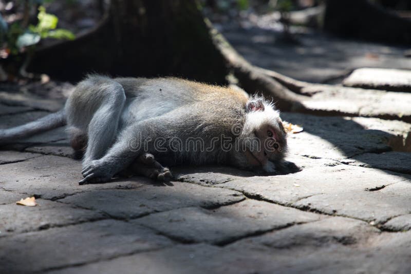 Sad Monkey stock image. Image of macaque, primate, bear - 229647711