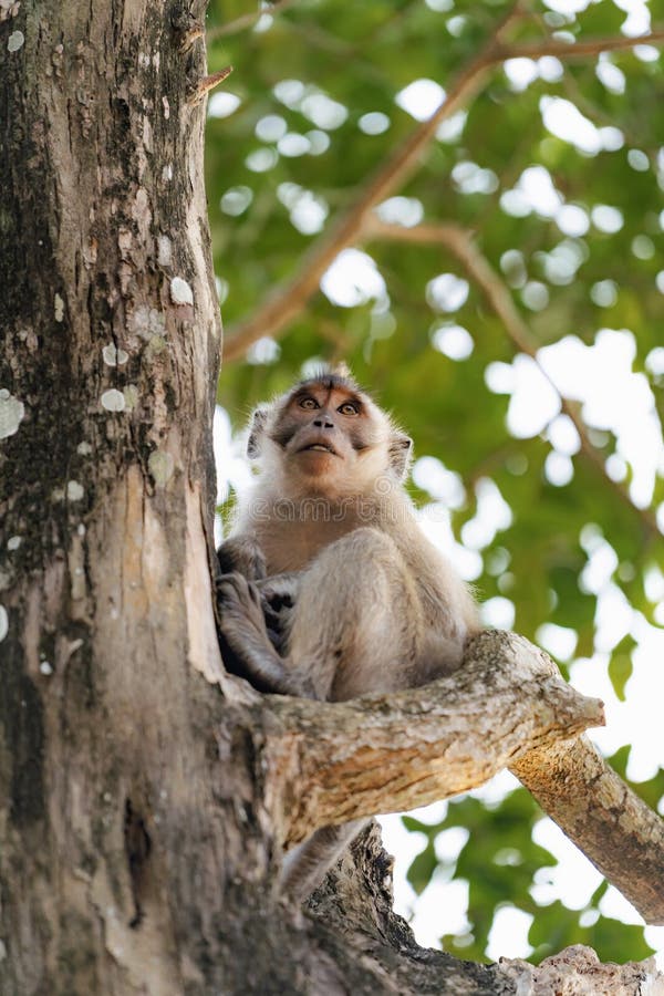 Monkey in the Forest Exposed To Sunlight Stock Image - Image of ...
